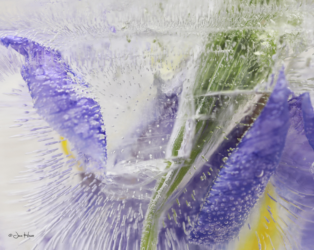 Still freezing flowers – Jane Hewitt