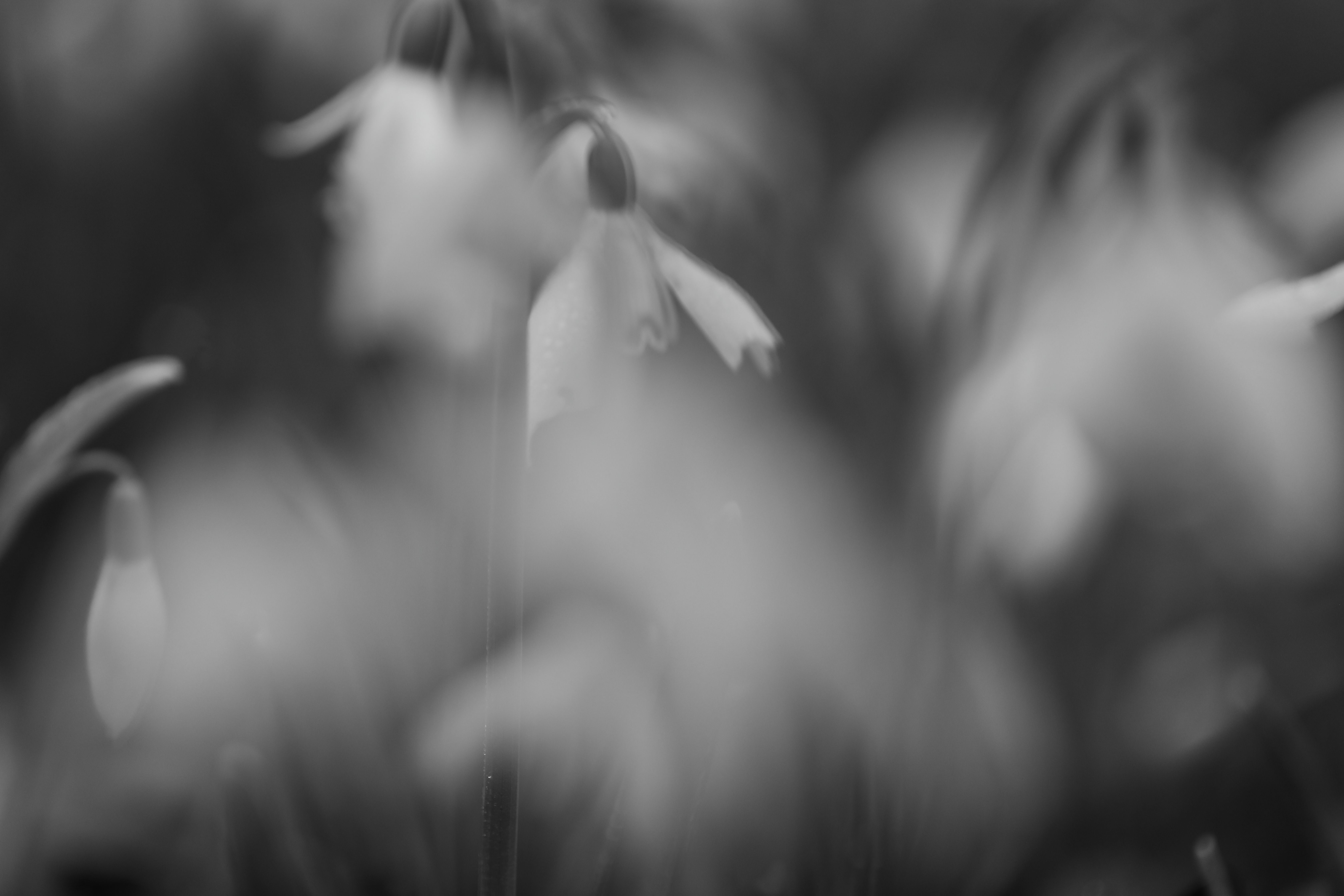 Photographing Snowdrops – Jane Hewitt