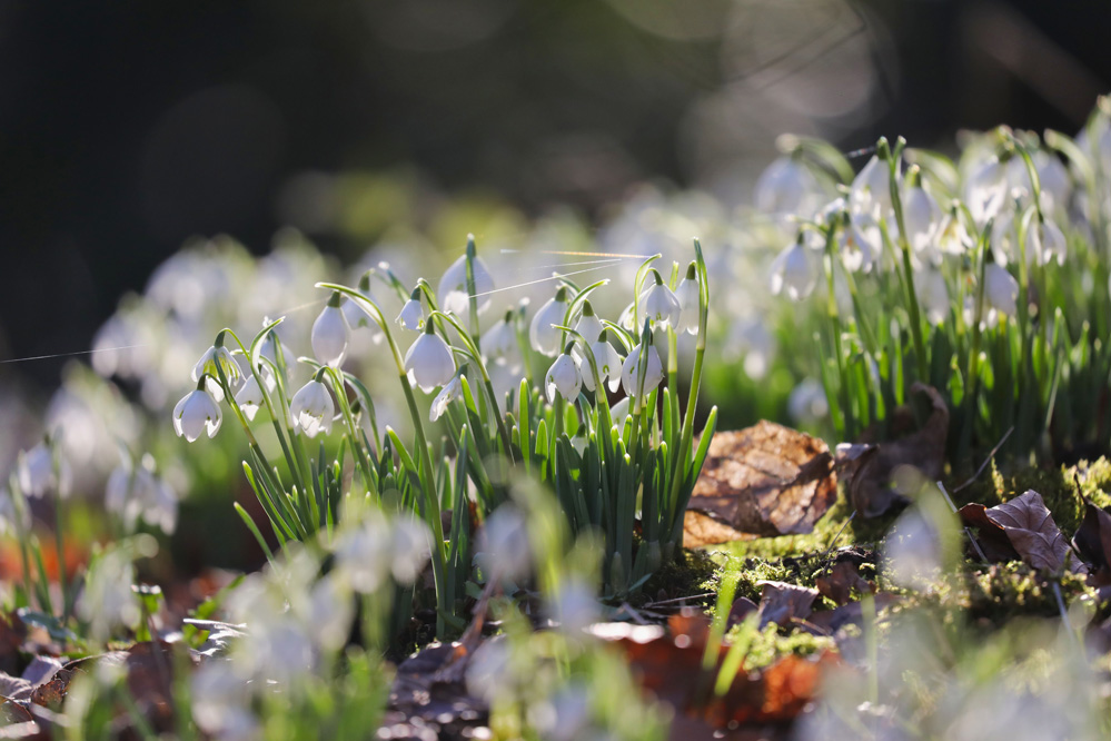 Photographing Snowdrops – Jane Hewitt