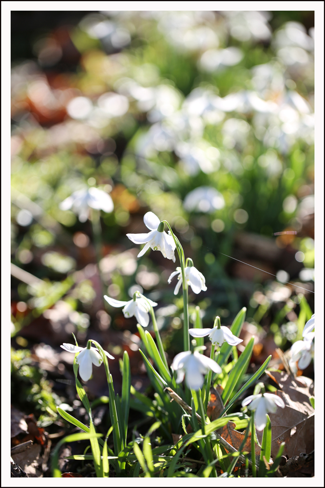 Photographing Snowdrops – Jane Hewitt