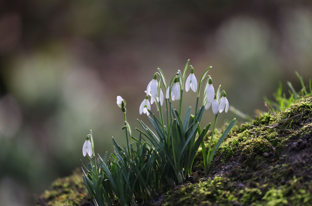 Photographing Snowdrops – Jane Hewitt