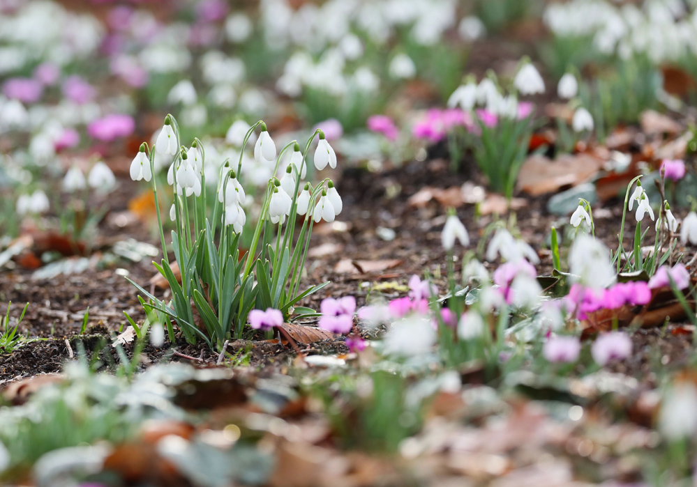 Photographing Snowdrops – Jane Hewitt