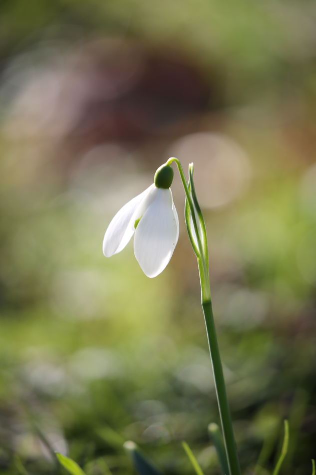 Photographing Snowdrops – Jane Hewitt