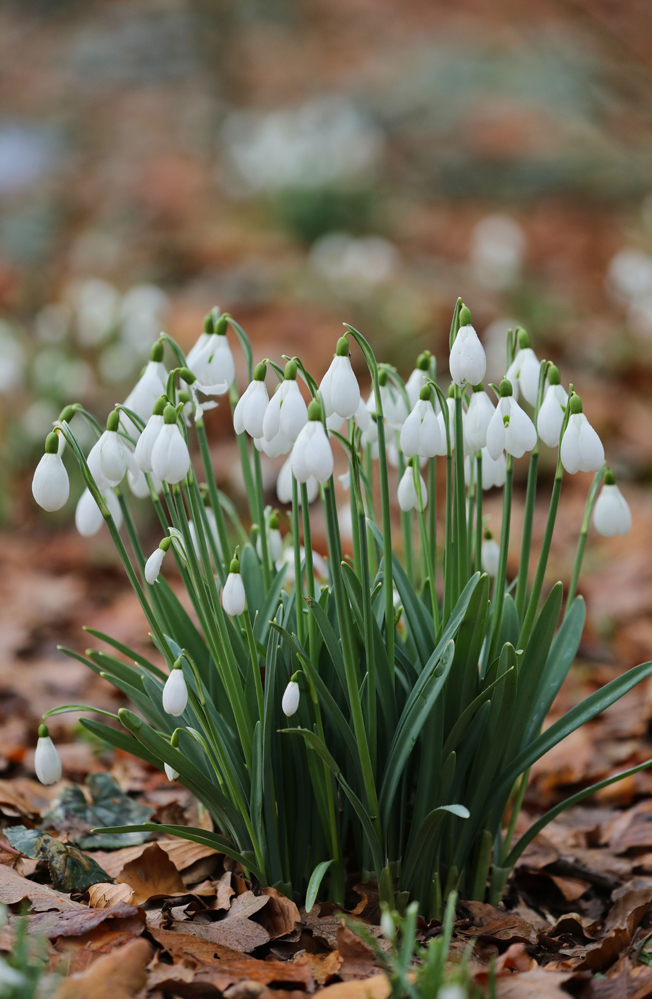 Photographing Snowdrops – Jane Hewitt