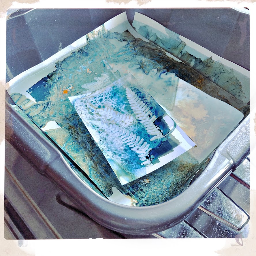 Cyanotypes – Jane Hewitt