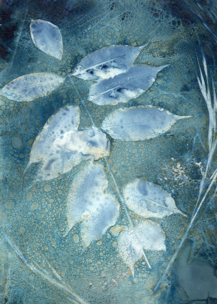 Cyanotypes – Jane Hewitt
