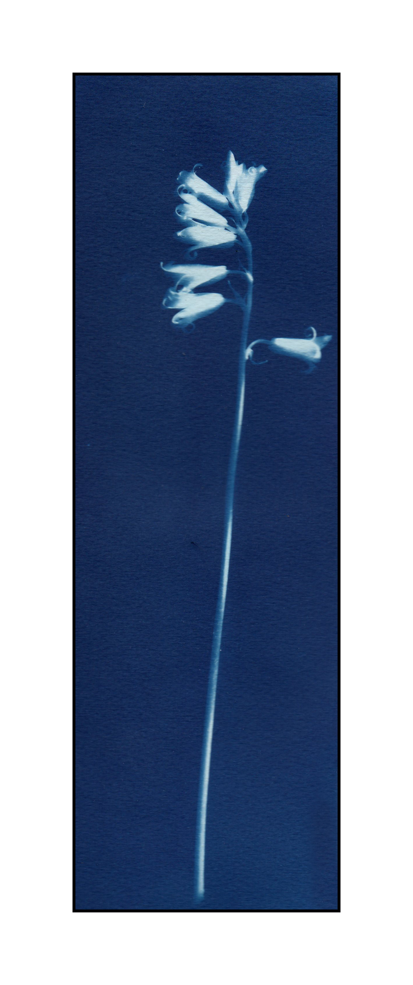 Cyanotypes – Jane Hewitt